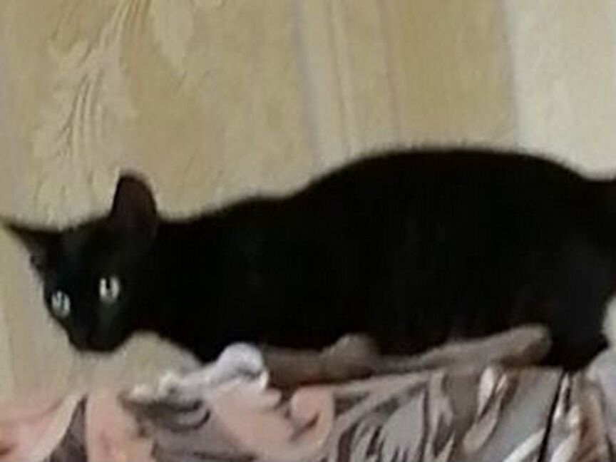 Кошка Марфа