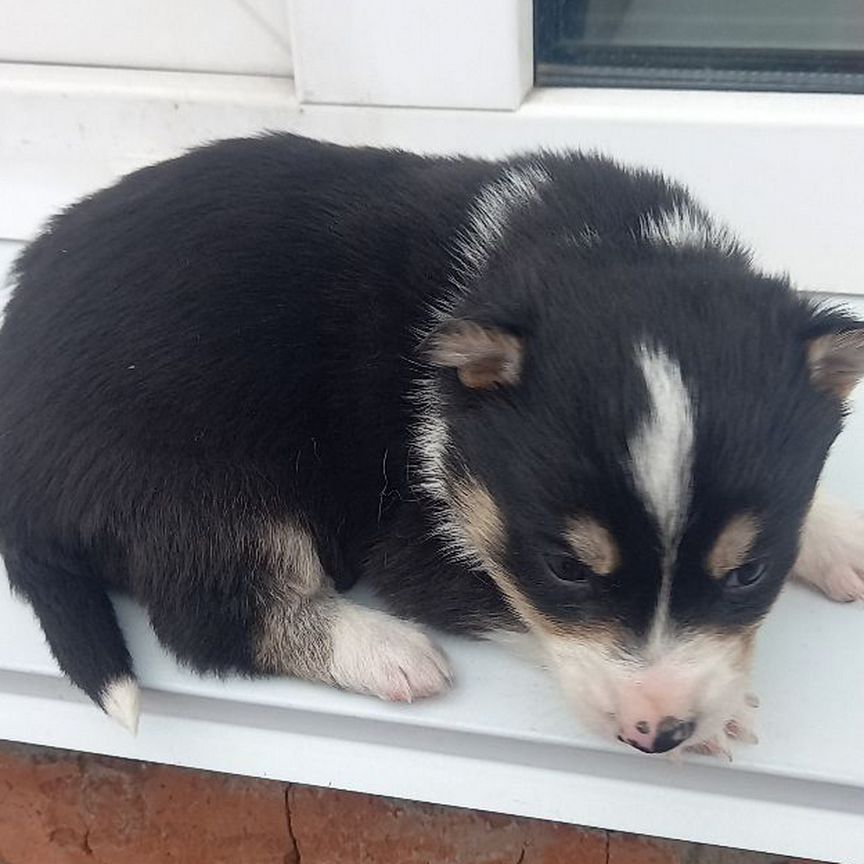 Щенок в добрые руки