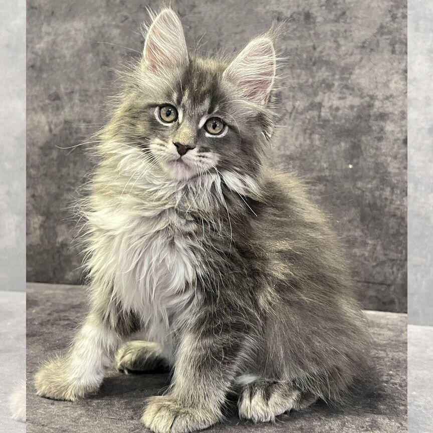 Мейн-кун котёнок