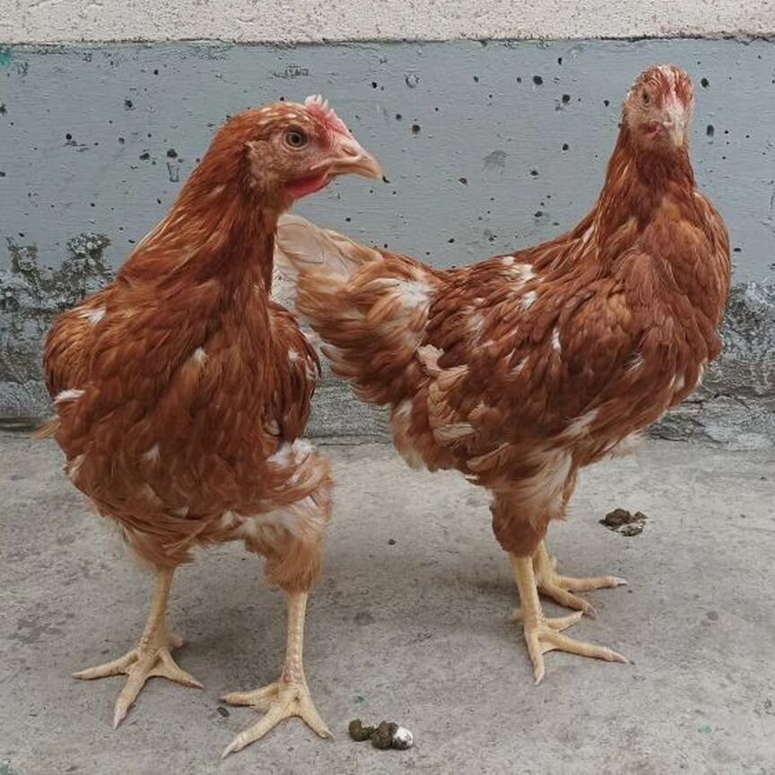 Куры молодки несушки