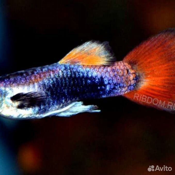 Гуппи в ассортименте Аквариумные рыбки