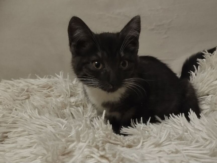 Котенок девочка
