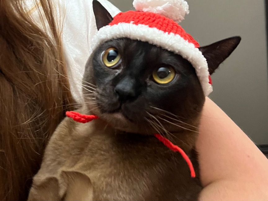 Шапка для кошек новогодняя