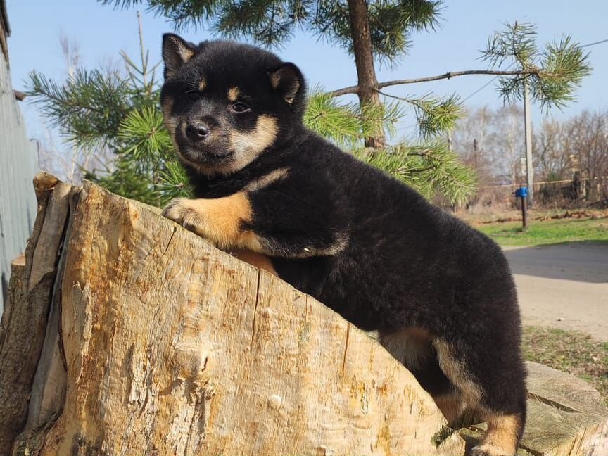 Сиба ину Брюнетка