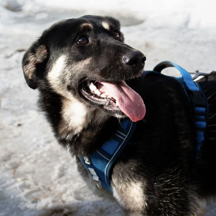 Собака в добрые руки отдам бесплатно