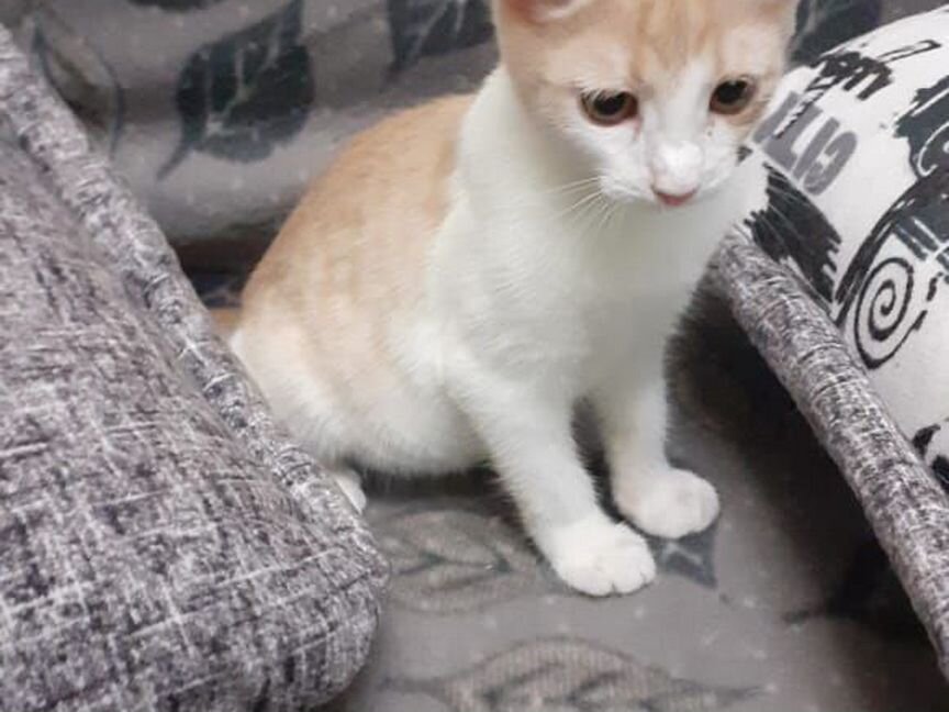 Котёнок Сандра