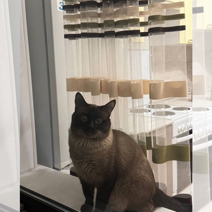 Сиамский, взрослый кот