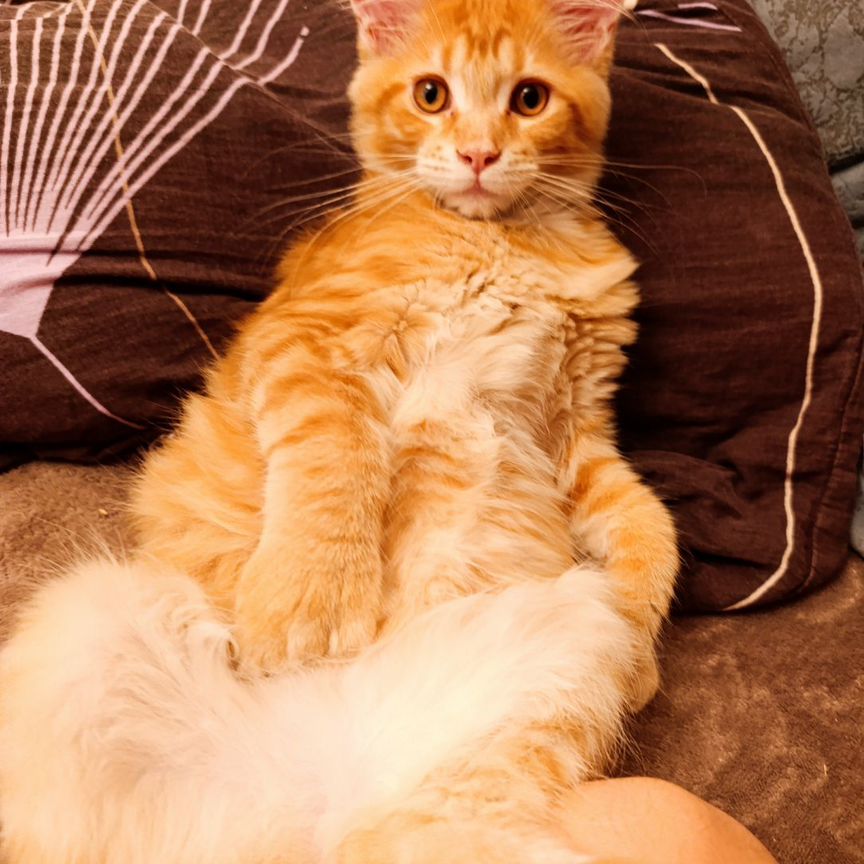 Котёнок Мейн-кун полидакт