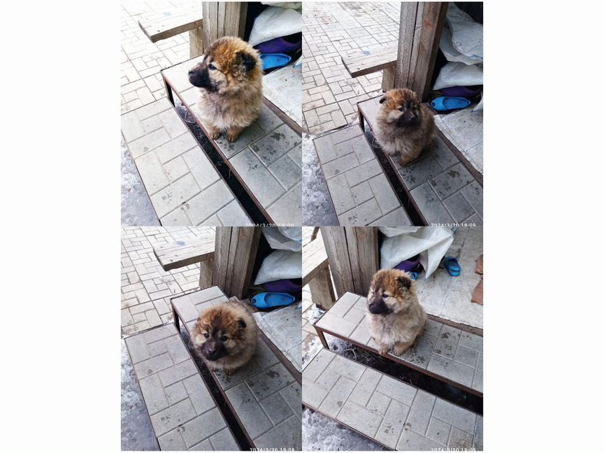 Щенок в добрые руки бесплатно