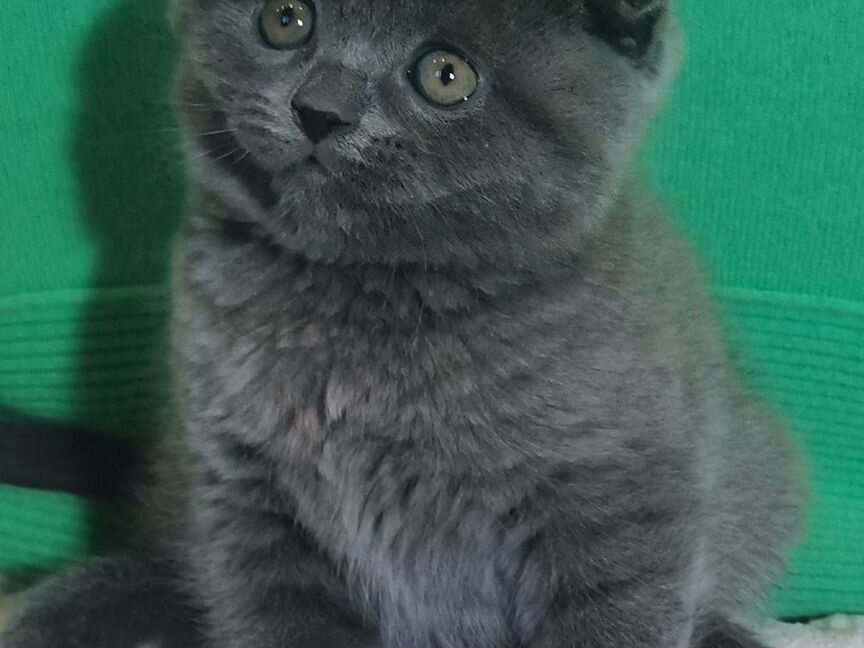 Шотландский вислоухий кот