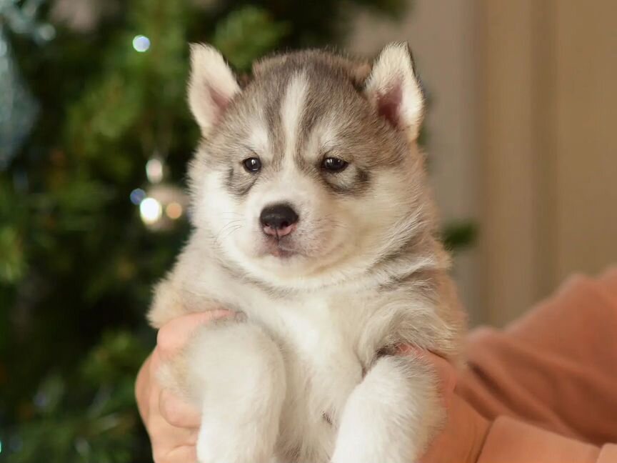 Породный щенок сибирского хаски