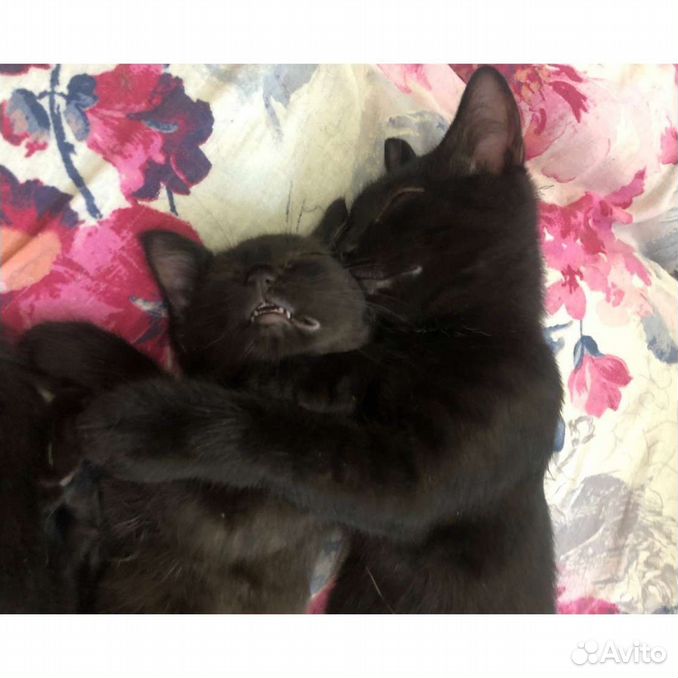 Братья-котята ищут дом, 2,5мес