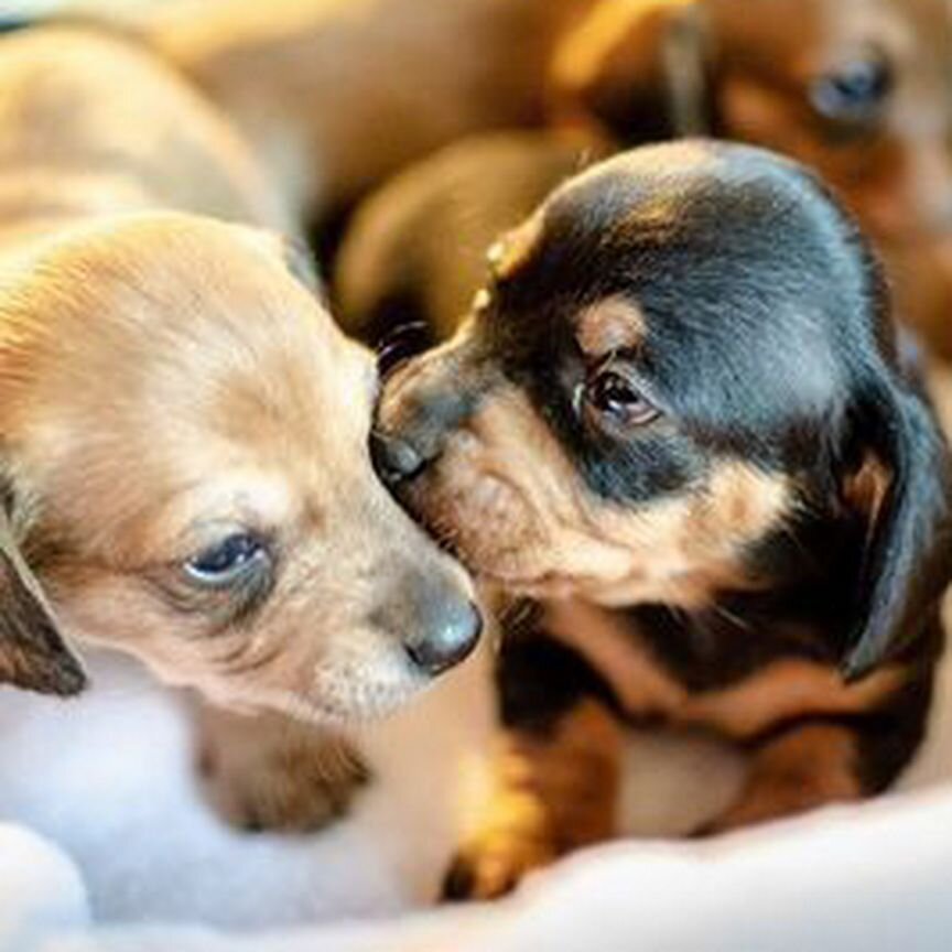 Карликовая такса, щенок