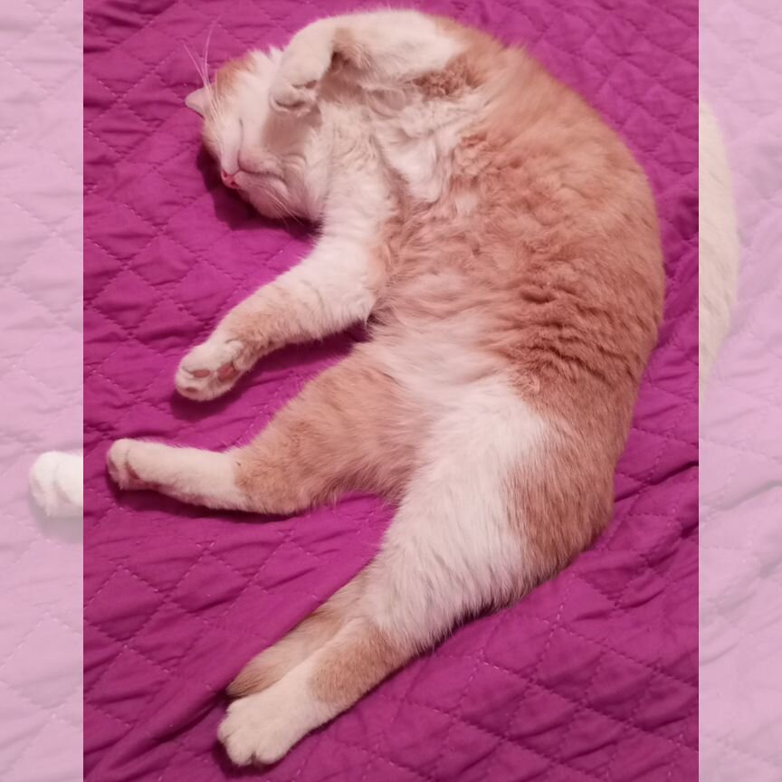 Кот Вилли