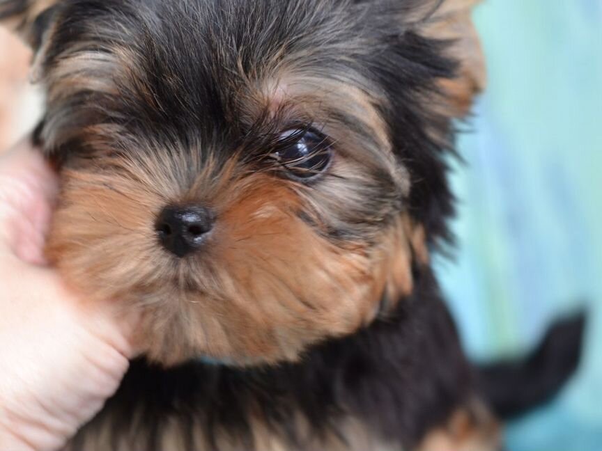 Йорки мини и мелкий стандарт