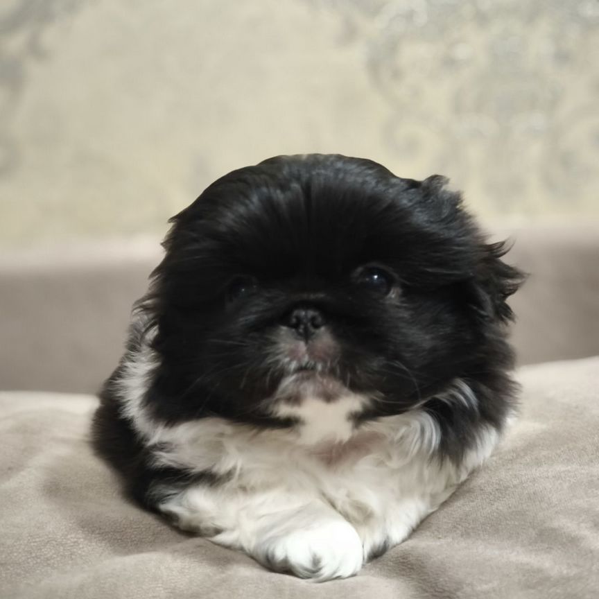 Щенки пекинеса