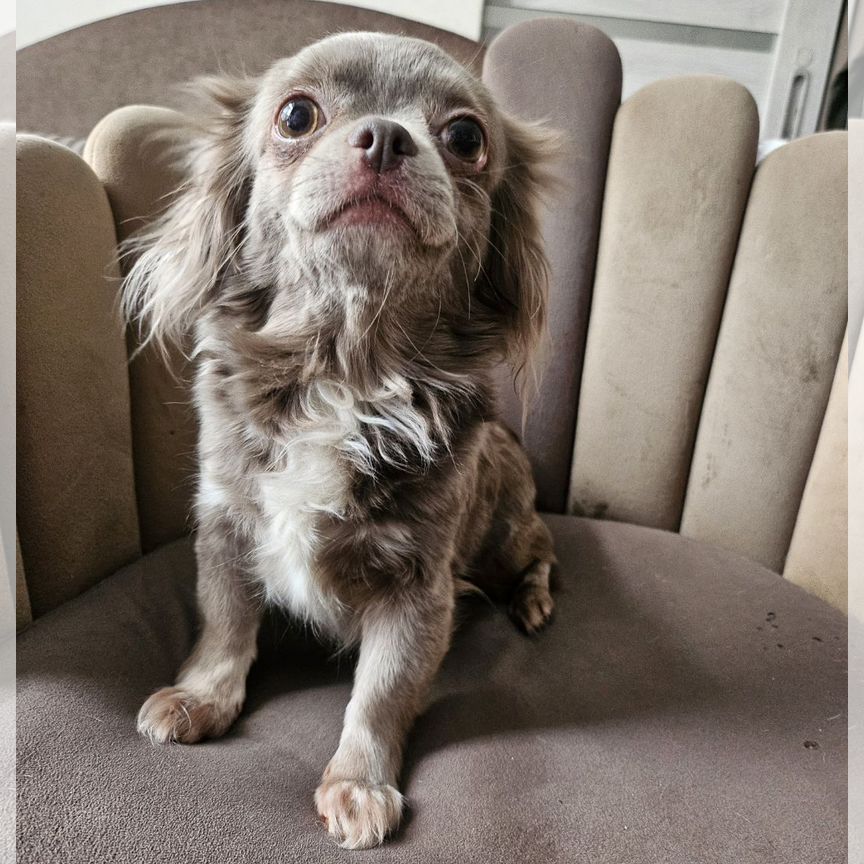 Чихуахуа, взрослая собака