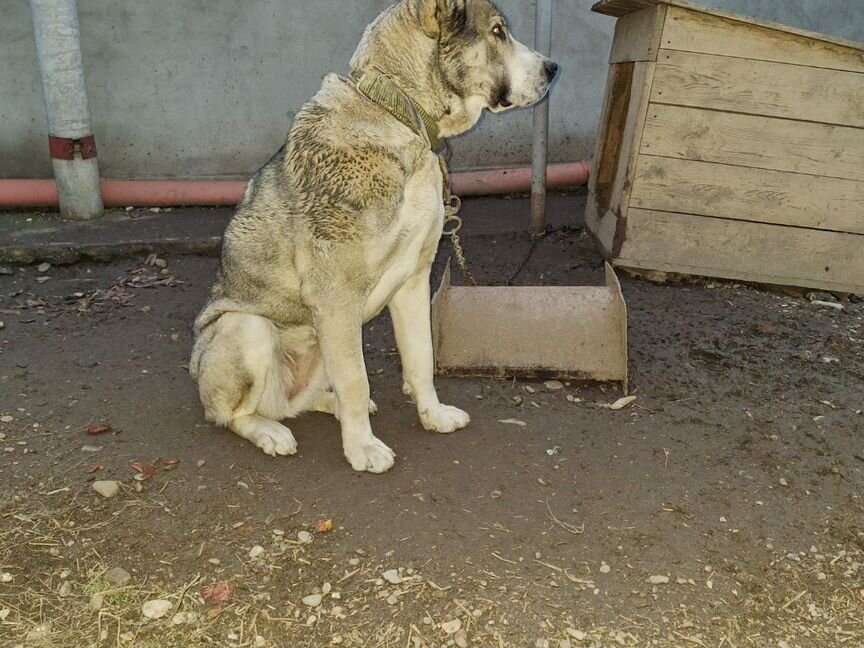 Среднеазиатская овчарка