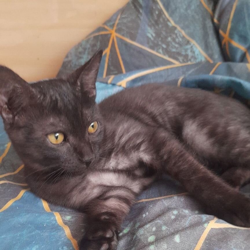 В дар котенок серый мальчик