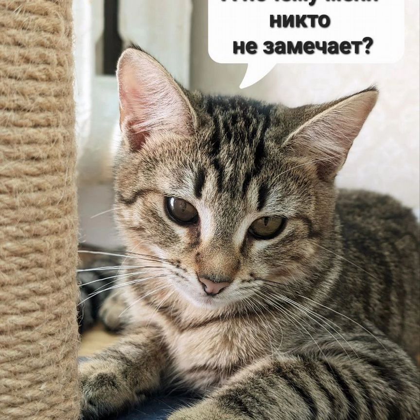 Кошечка в добрые руки