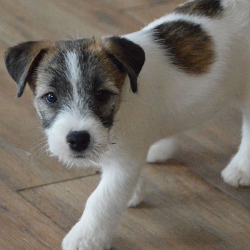 Джек-рассел-терьер, щенок
