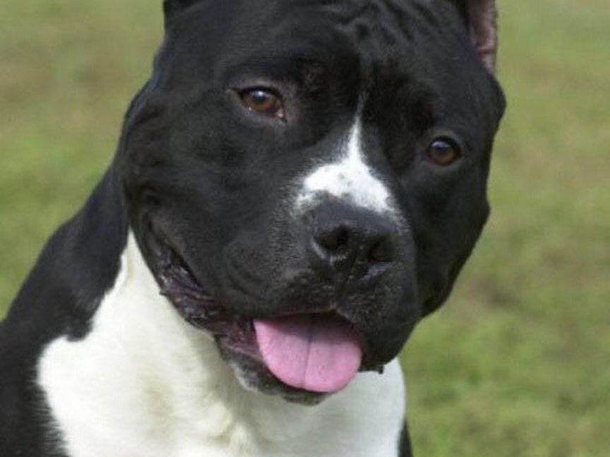 Подарю стаффа кобель