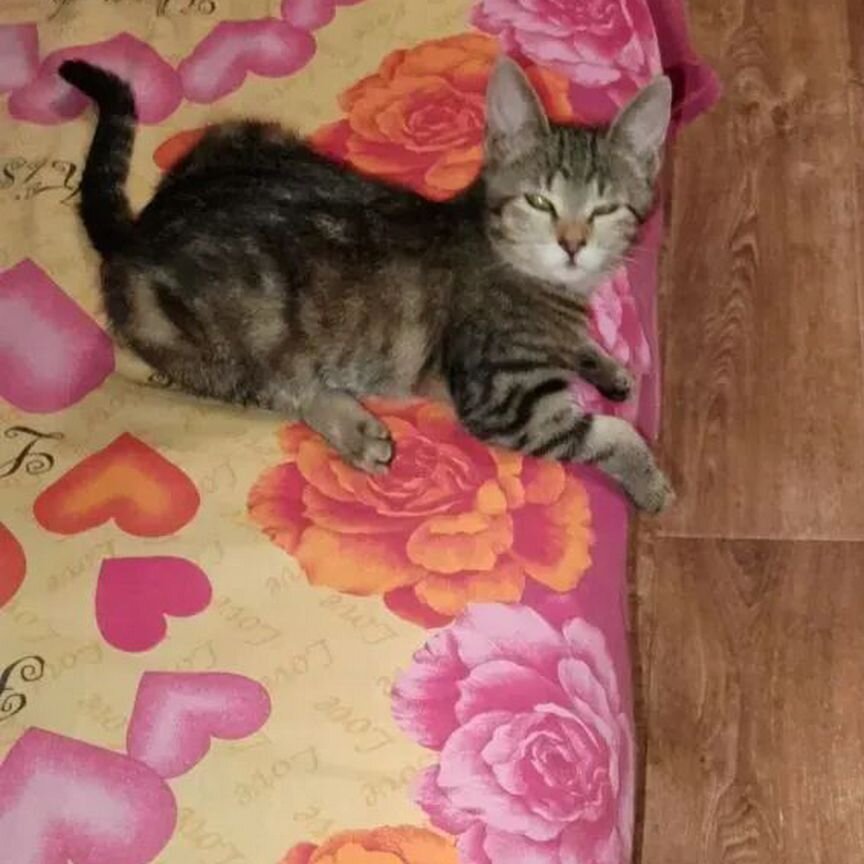 Котёнок в добрые руки