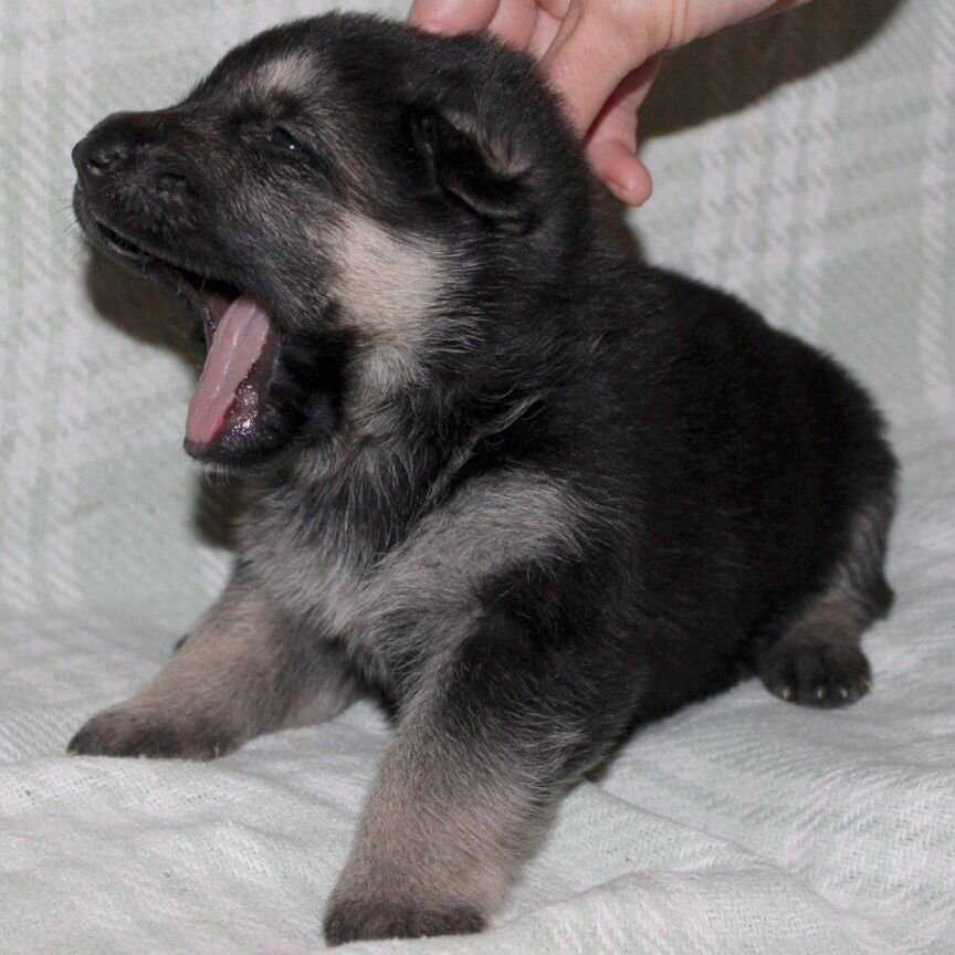 Щенки классической овчарки вео