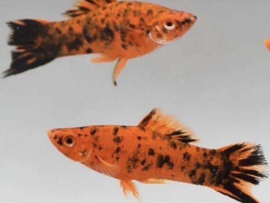 Меченосец красный тигровый, красный