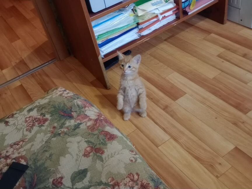 Котята на половину мейн-кун