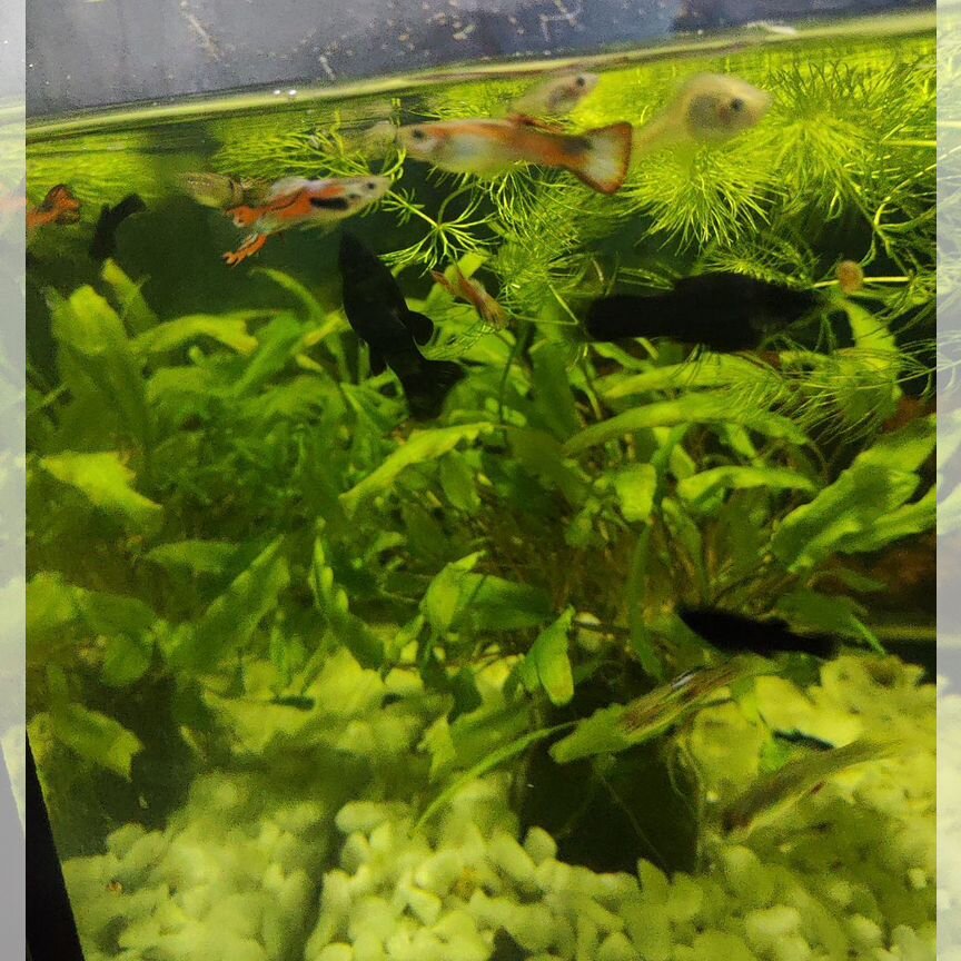 Аквариумные рыбки гуппи