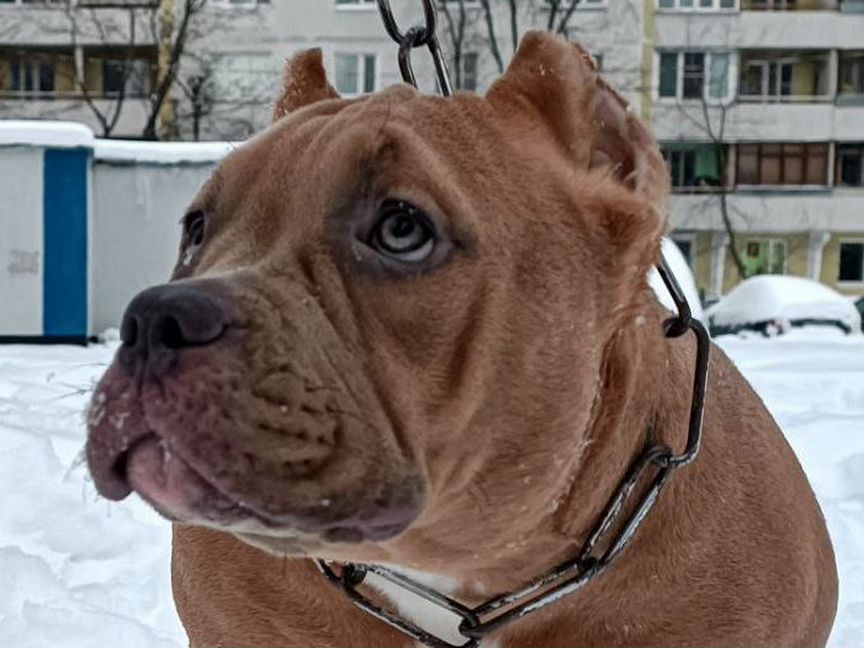 Щенки американского булли