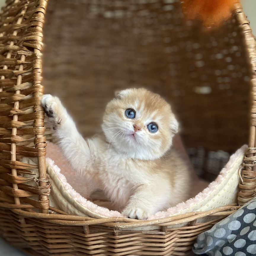 Шотландская кошечка Теона