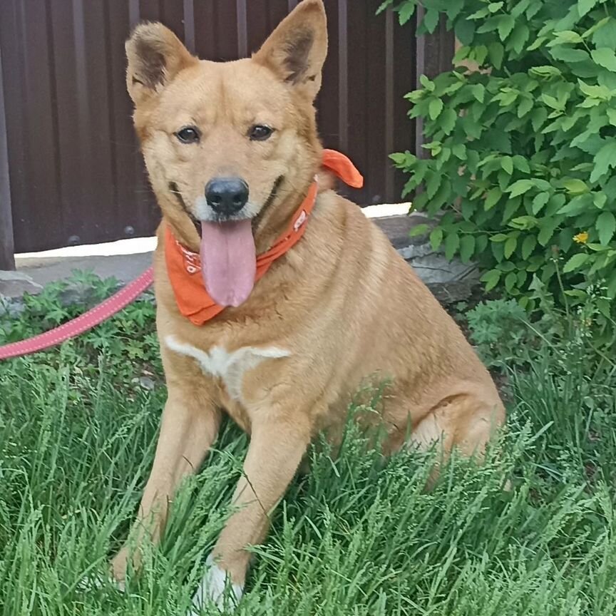 Миша - рыжий медвежонок