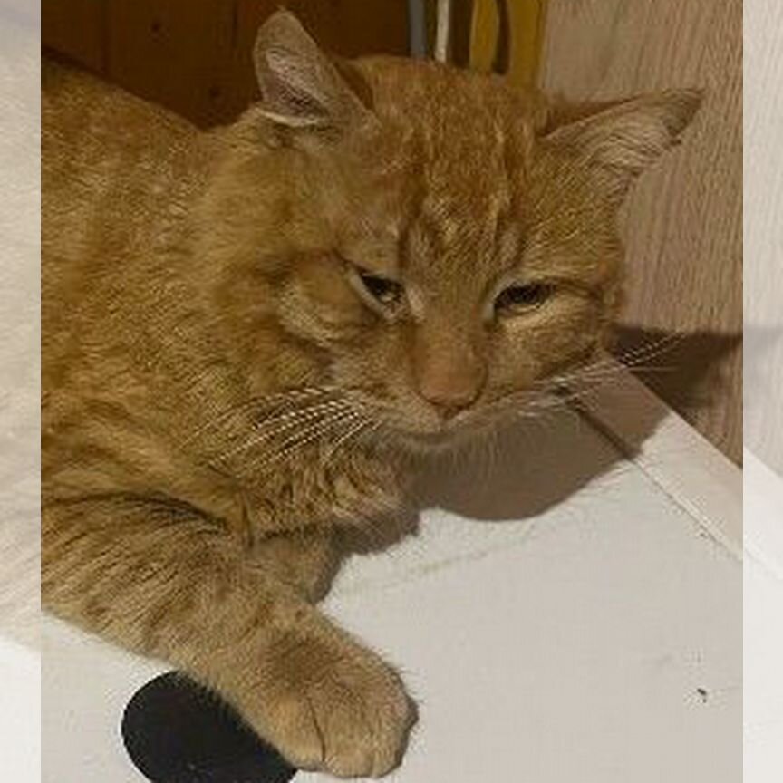 Рыжий котик остался один