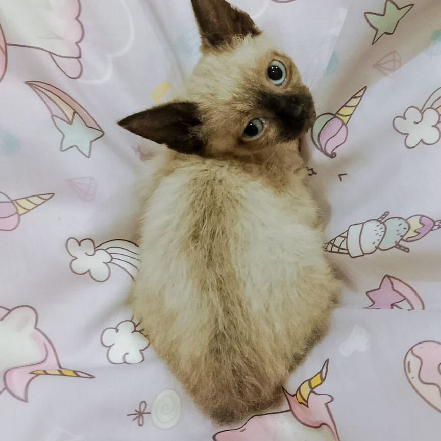 Котенок девочка в добрые руки