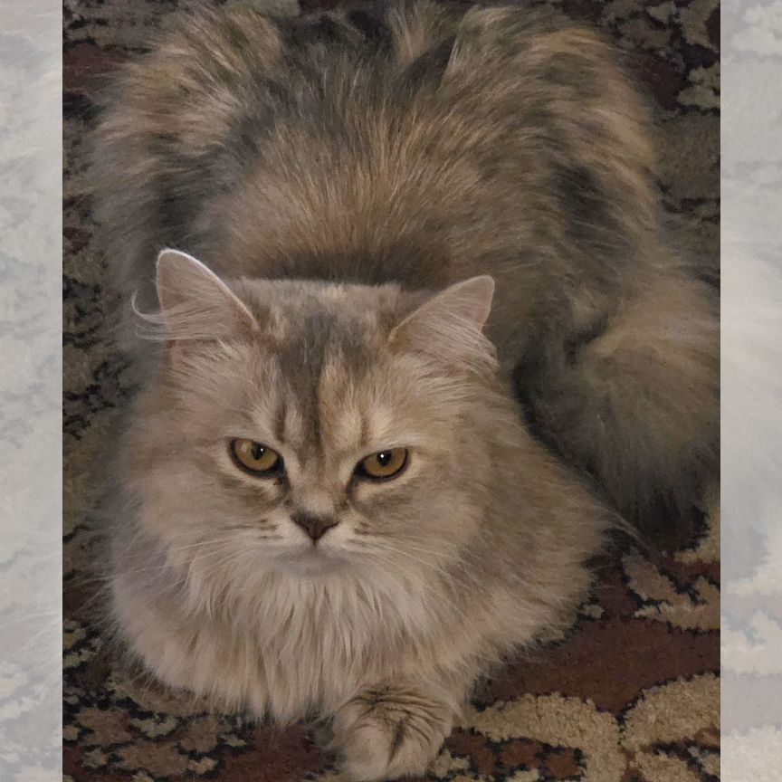 Кошка Бася
