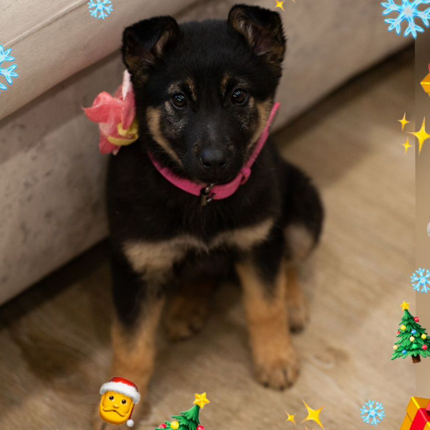 Щенок девочка в добрые руки