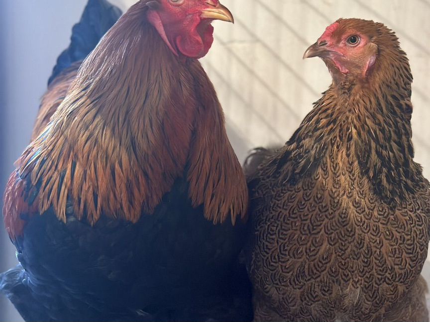 Инкубационное яйцо брамы куропатчатой