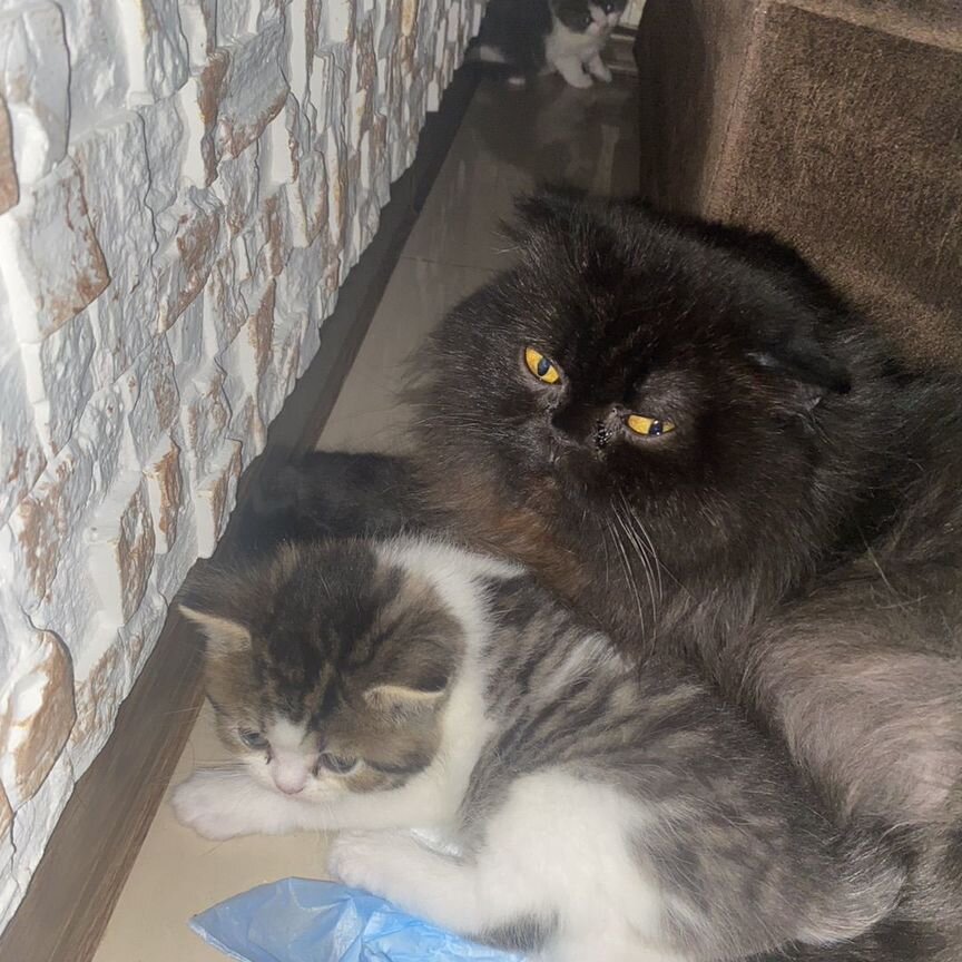 Котята в добрые руки 1 месяц бесплатно