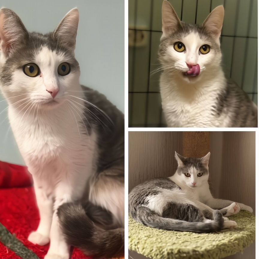 Взрослая, кошка в добрые руки