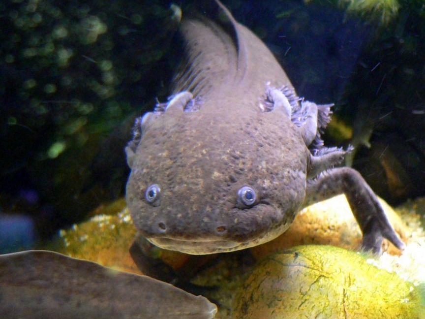 Аксолотль (водяной дракон)