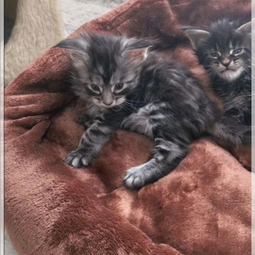 Мейн-кун котёнок