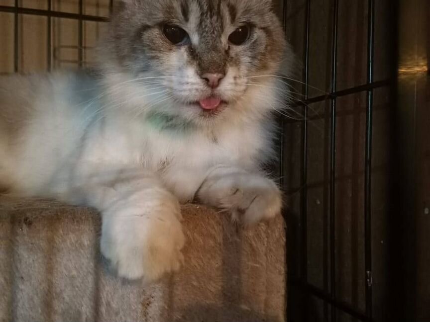 Невская Маскарадная в беде