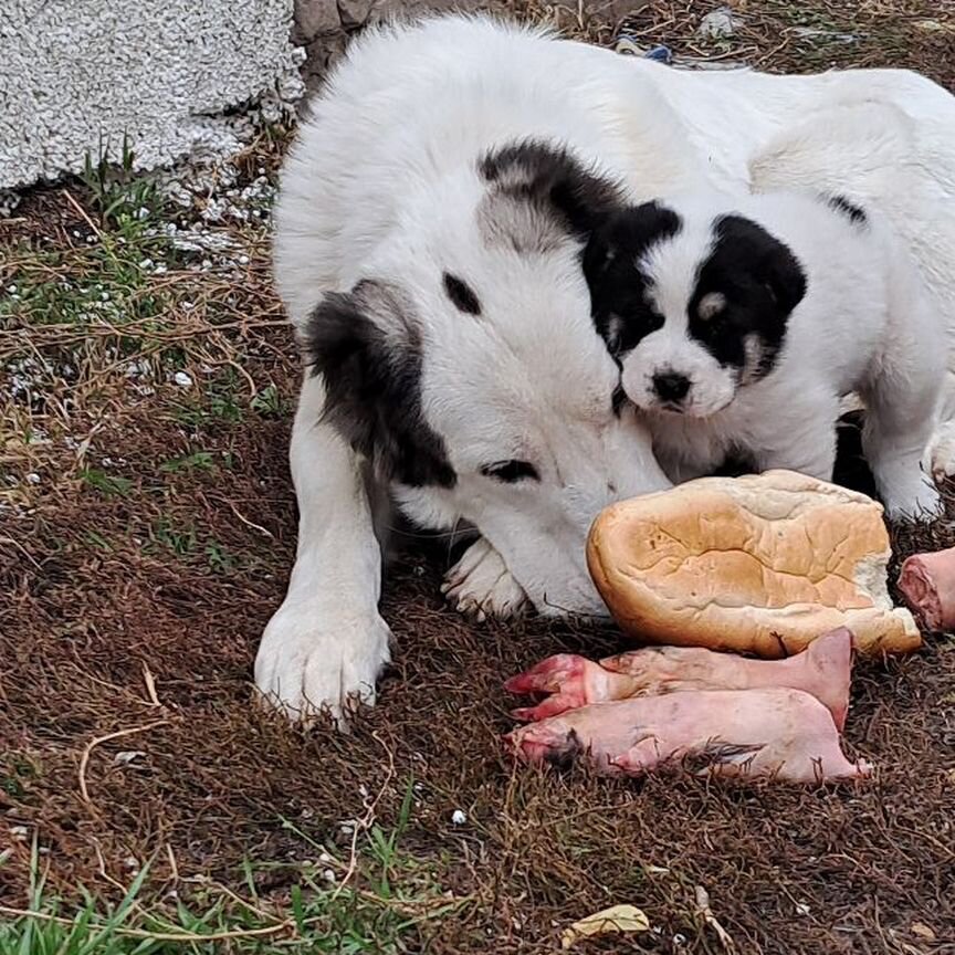 Щенок от алабая