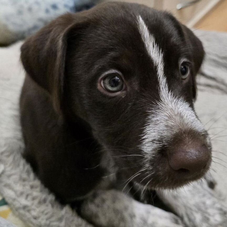 Дратхаар, щенок