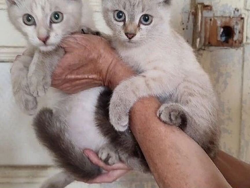 Тайская, сестрички ищут дом
