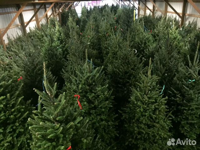Пихта фразера оптом купить в Москве | Товары для дома и дачи | Авито