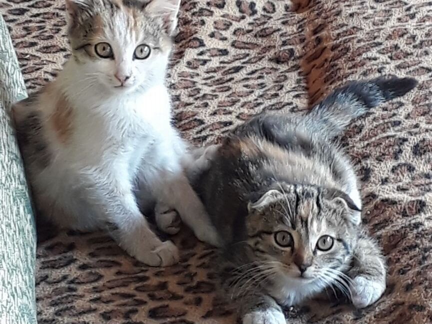 Котята от ловчей кошки