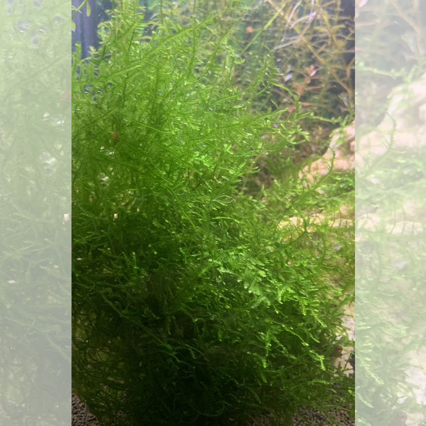 Аквариумная прополка